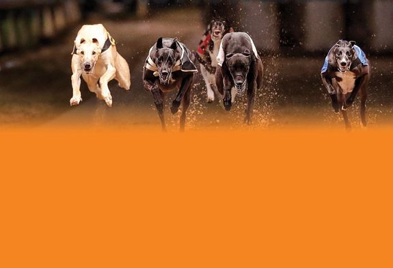 Go Greyhound Racing Limerick | Limerick Greyhound Stadium