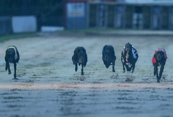Go Greyhound Racing In Ireland - Greyhound Racing Ireland