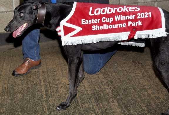 Go Greyhound Racing Dublin | Shelbourne Park Greyhound Stadium