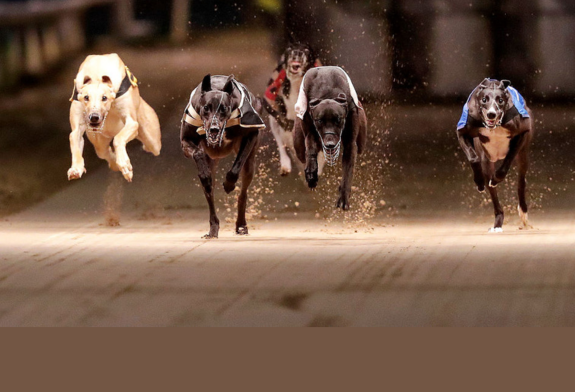 How Are Race Dogs Treated